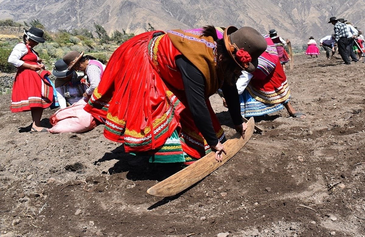 Declaran Patrimonio Cultural el Sirwiy de Chachas - Revelación.pe